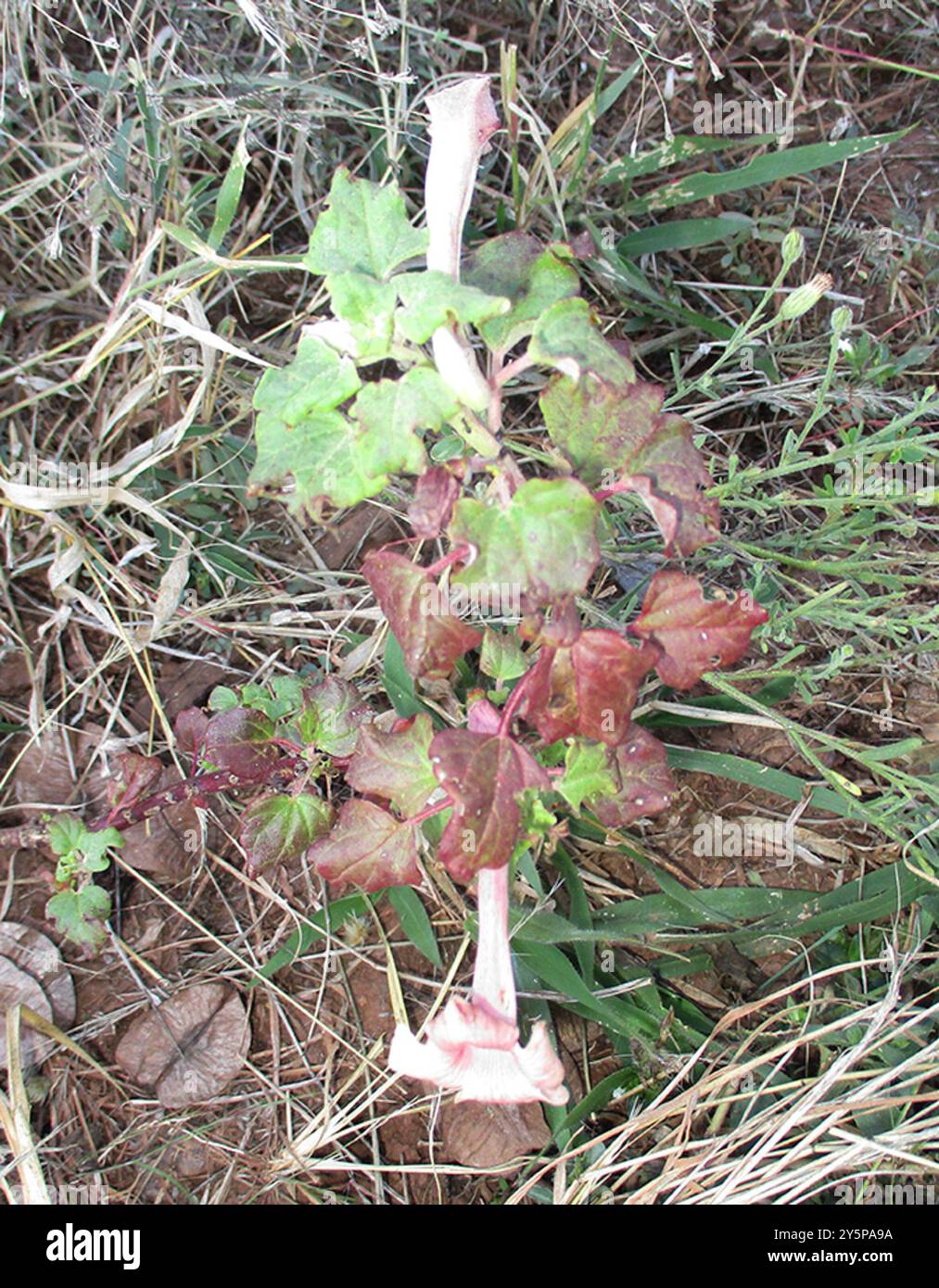 Sackflower (Holubia saccata) Plantae Stock Photo - Alamy