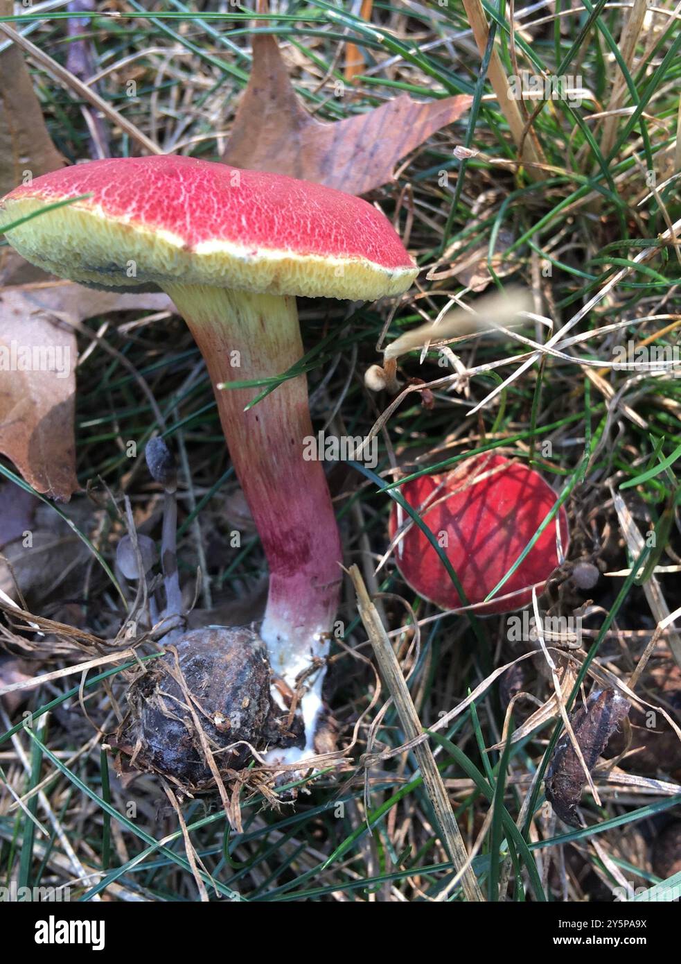 Ruby Bolete (Hortiboletus rubellus) Fungi Stock Photo - Alamy