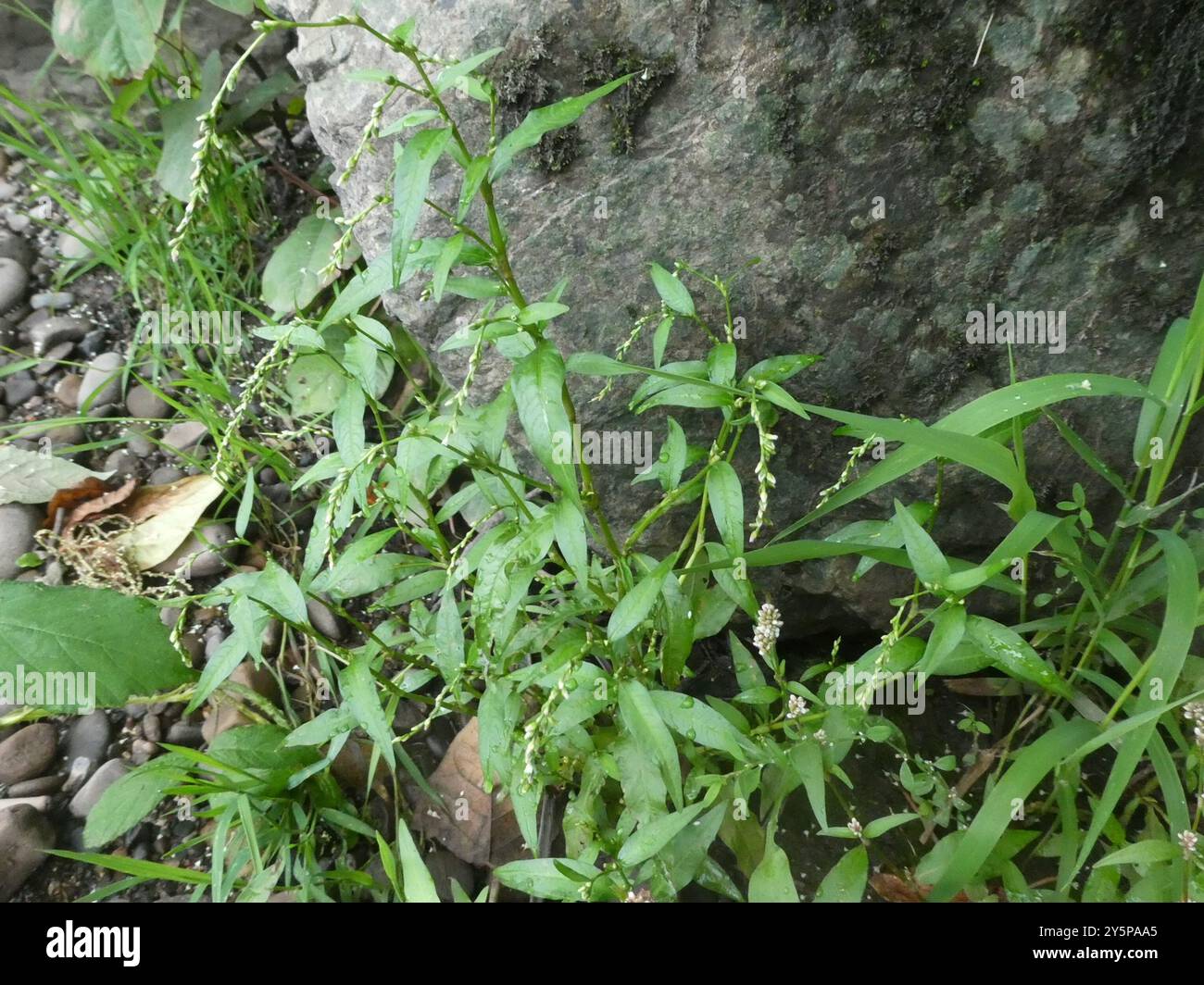 waterpepper (Persicaria hydropiper) Plantae Stock Photo - Alamy