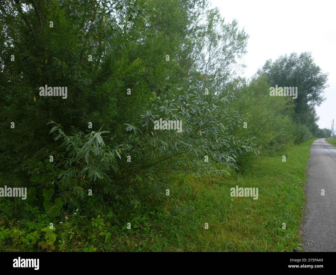 Almond Willow (Salix triandra) Plantae Stock Photo - Alamy