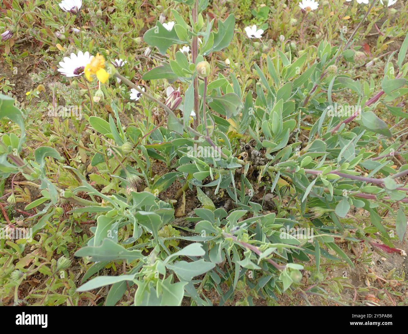 Sand Babooncabbage (Othonna coronopifolia) Plantae Stock Photo - Alamy