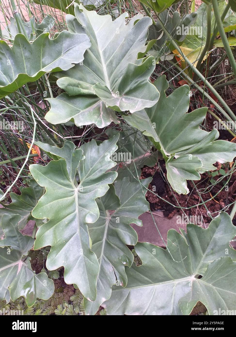 (Thaumatophyllum undulatum) Plantae Stock Photo - Alamy