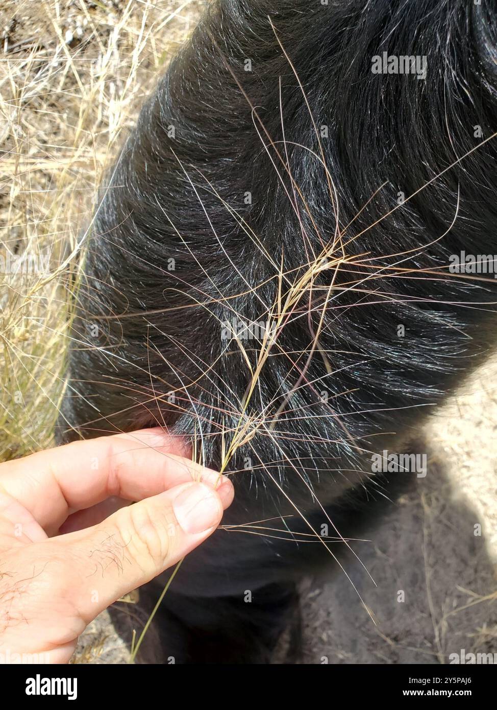 Red Threeawn (Aristida purpurea longiseta) Plantae Stock Photo - Alamy