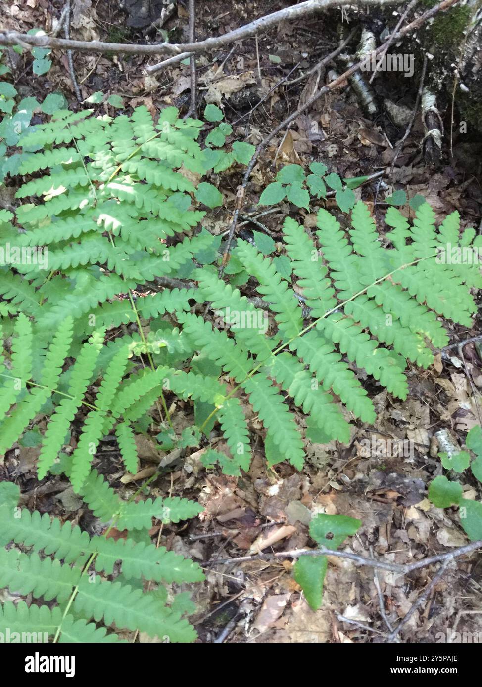 interrupted fern (Osmunda claytoniana) Plantae Stock Photo - Alamy