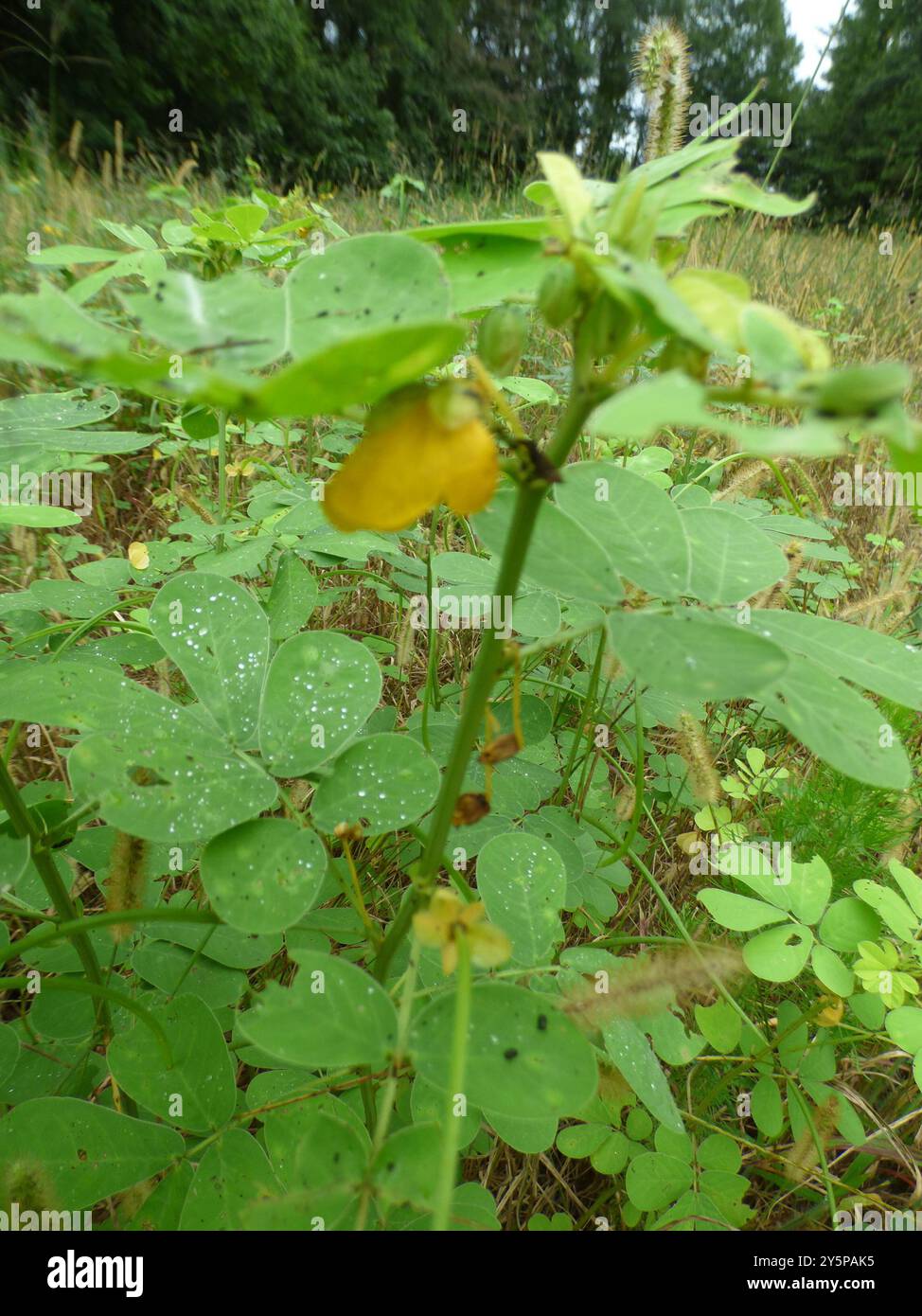 American Sicklepod (Senna obtusifolia) Plantae Stock Photo - Alamy