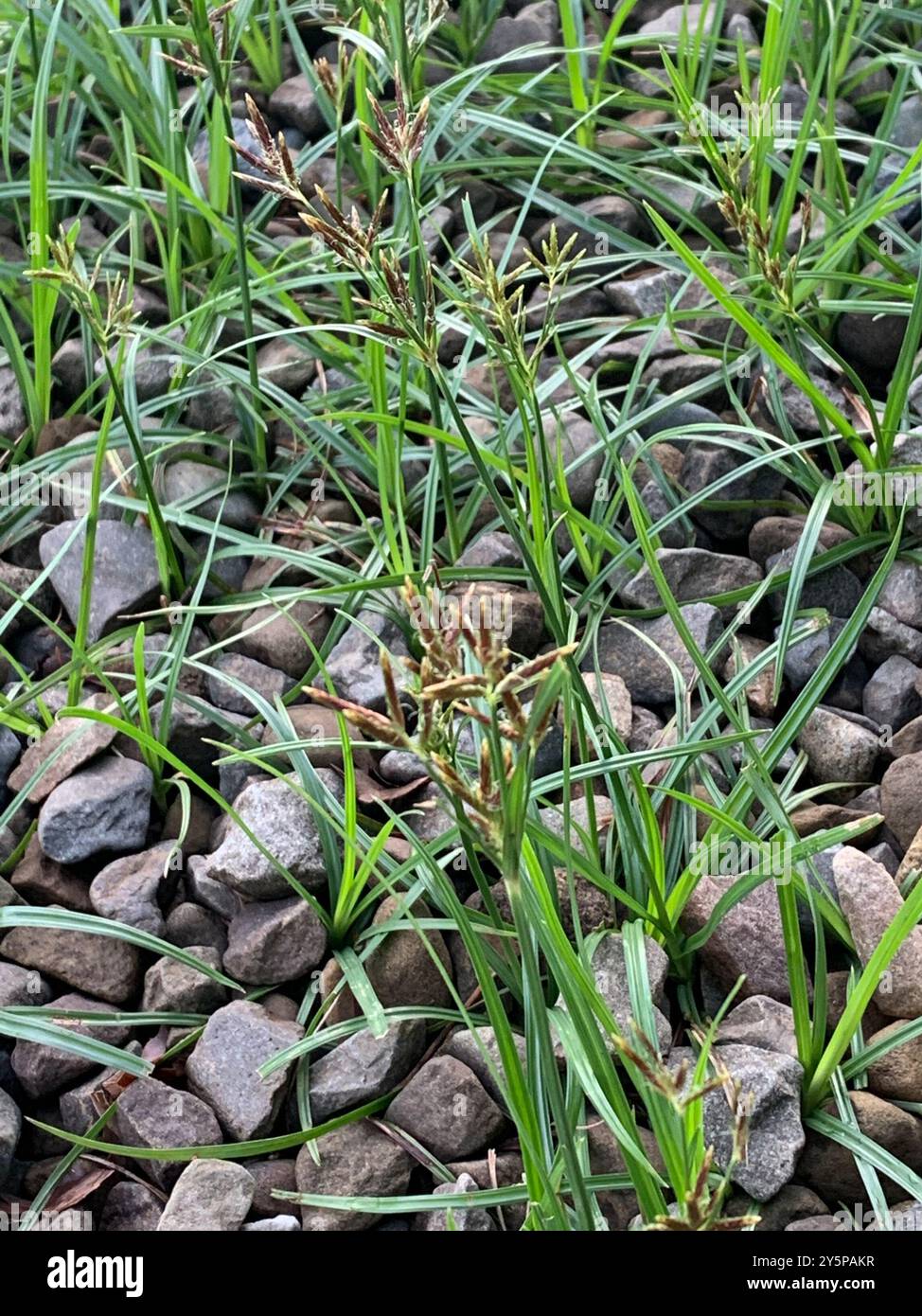 Purple nutsedge (Cyperus rotundus) Plantae Stock Photo - Alamy