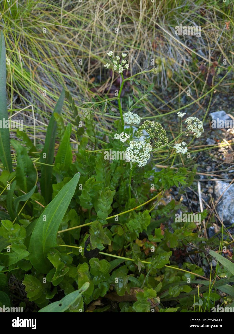 cutleaf water parsnip (Berula erecta) Plantae Stock Photo - Alamy