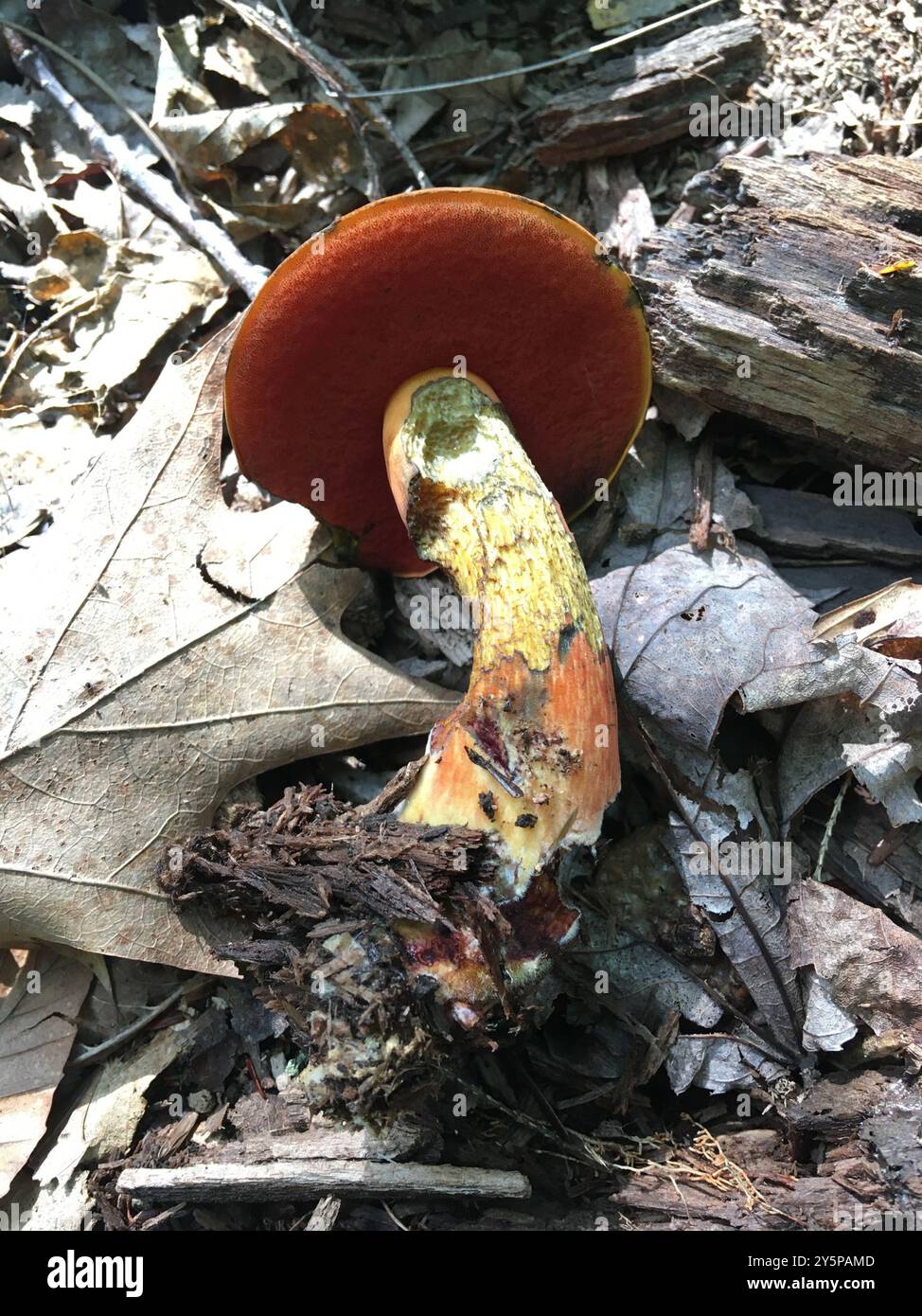 Red-mouth Bolete (Neoboletus subvelutipes) Fungi Stock Photo - Alamy