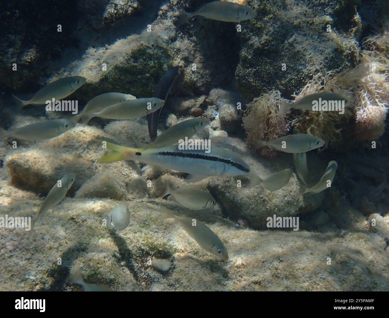 Red Sea Goatfish (Parupeneus forsskali) Actinopterygii Stock Photo - Alamy