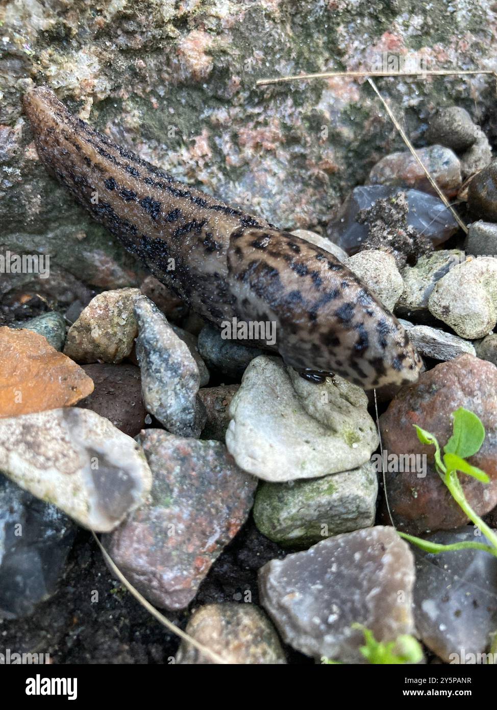 Leopard Slug (Limax maximus) Mollusca Stock Photo - Alamy