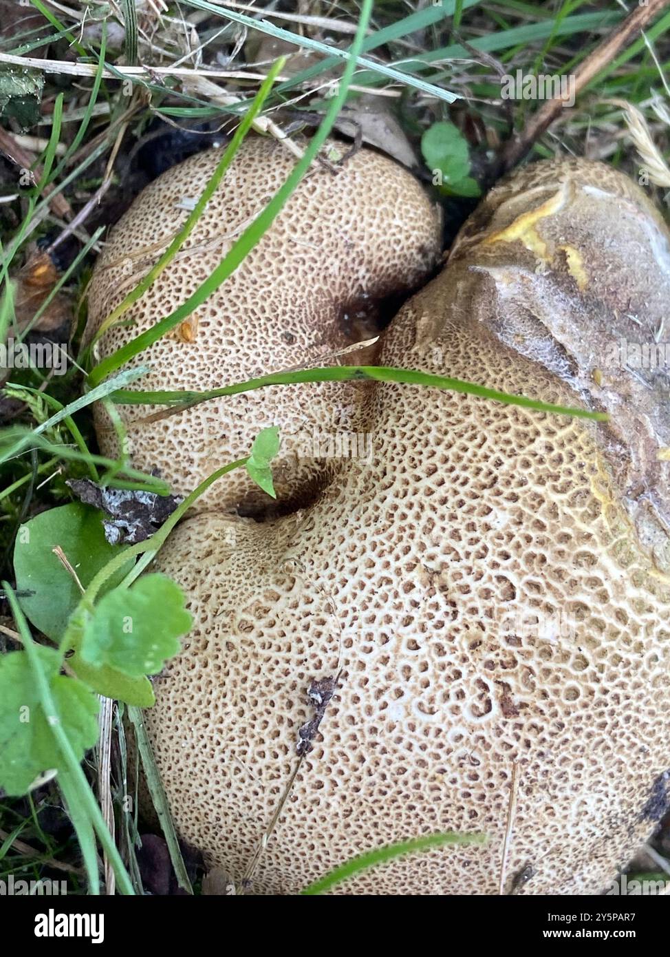 common earthball (Scleroderma citrinum) Fungi Stock Photo - Alamy