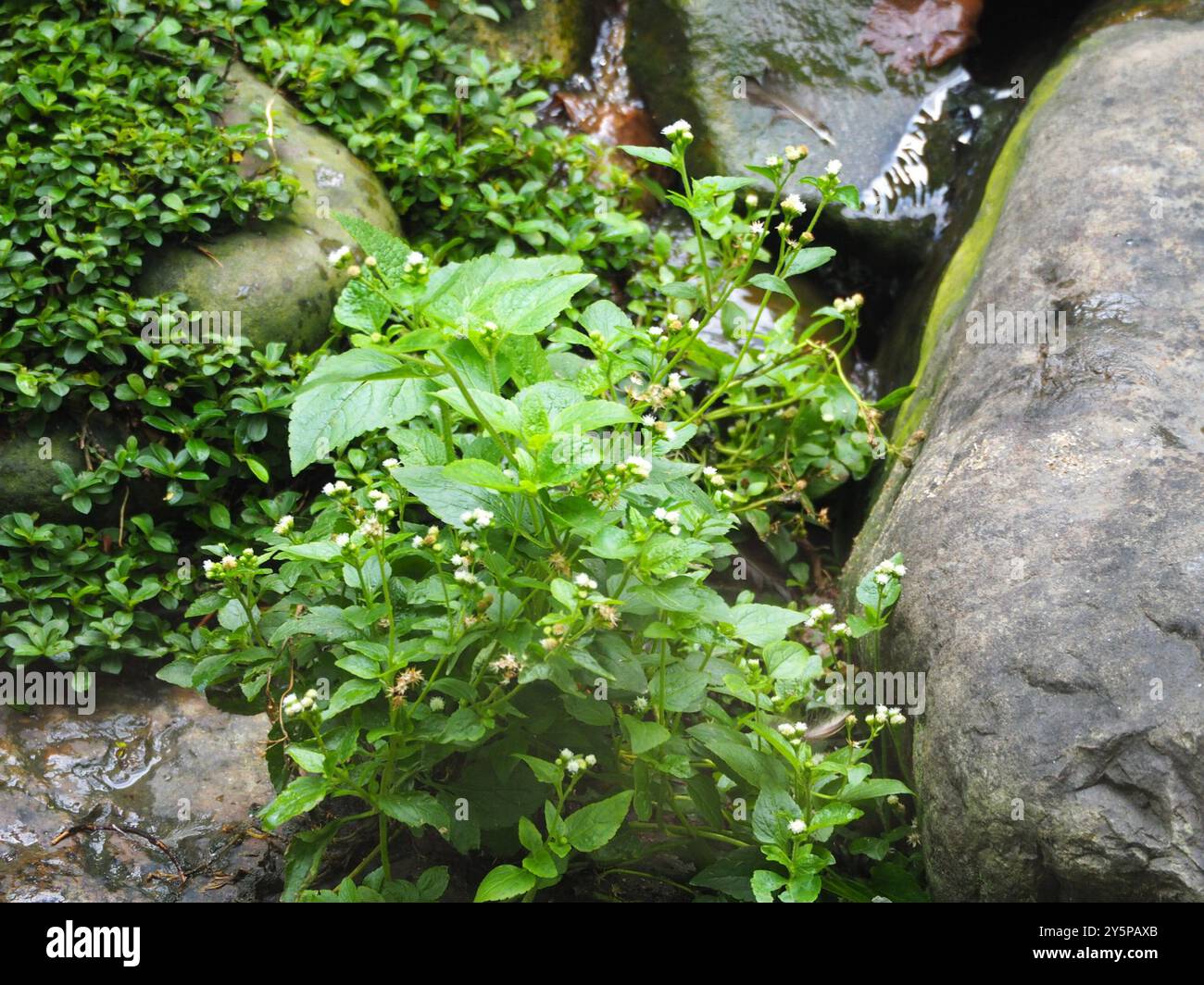 billygoat weed (Ageratum conyzoides) Plantae Stock Photo - Alamy