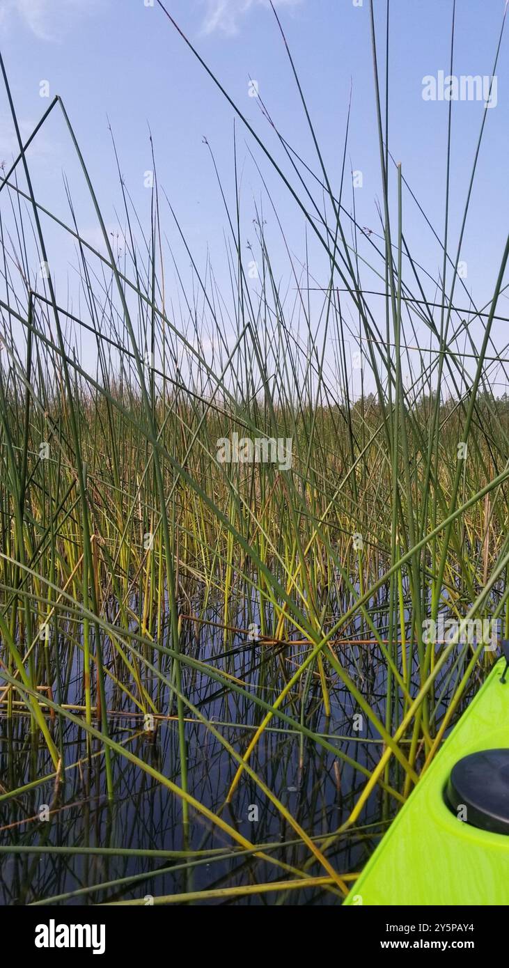 soft-stemmed bulrush (Schoenoplectus tabernaemontani) Plantae Stock ...