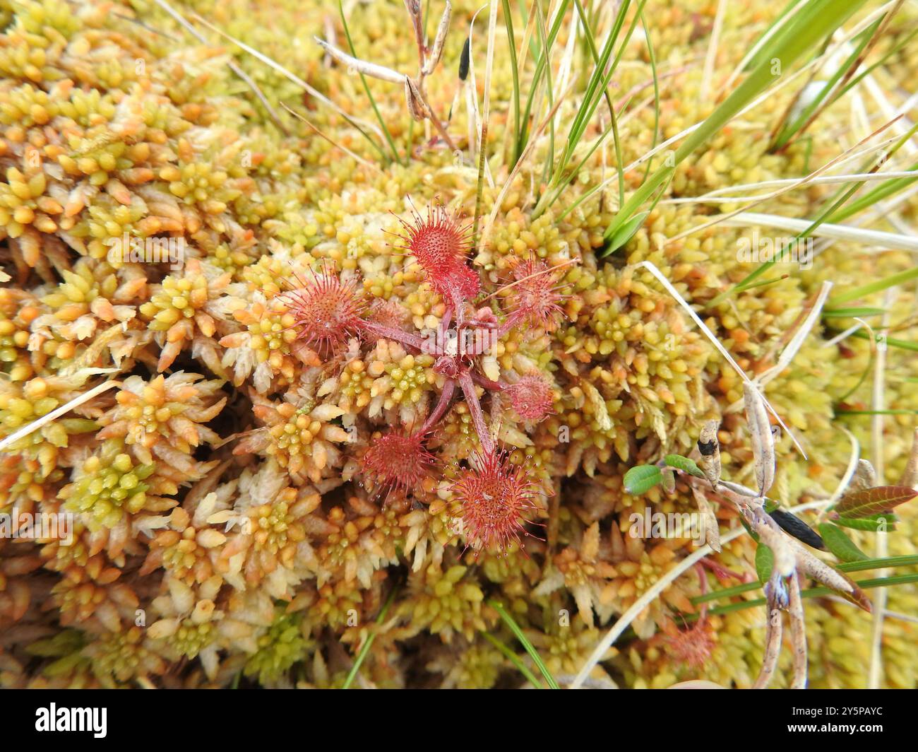 round-leaved sundew (Drosera rotundifolia) Plantae Stock Photo - Alamy