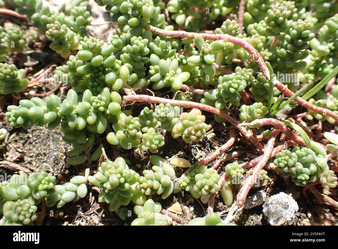 white stonecrop (Sedum album) Plantae Stock Photo - Alamy