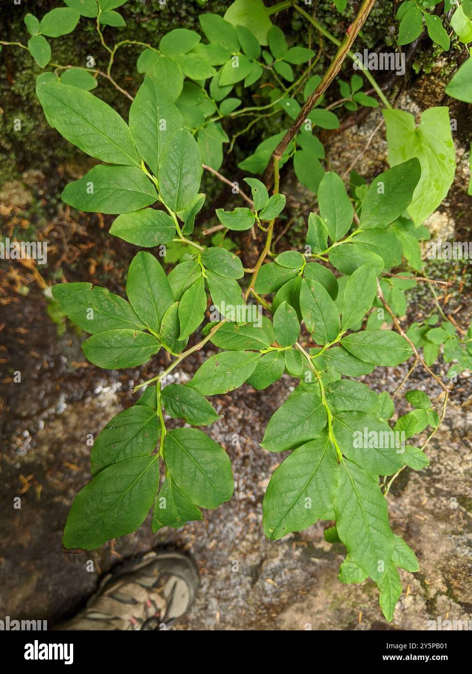 Oval-leaf Blueberry (Vaccinium ovalifolium) Plantae Stock Photo - Alamy