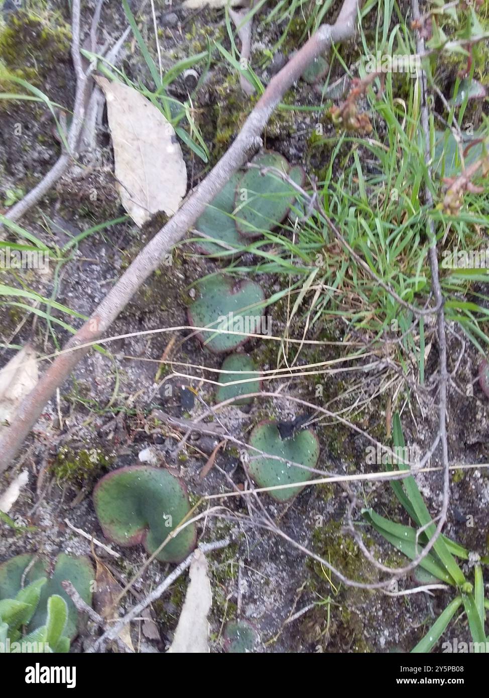 Red Beaks (Pyrorchis nigricans) Plantae Stock Photo - Alamy