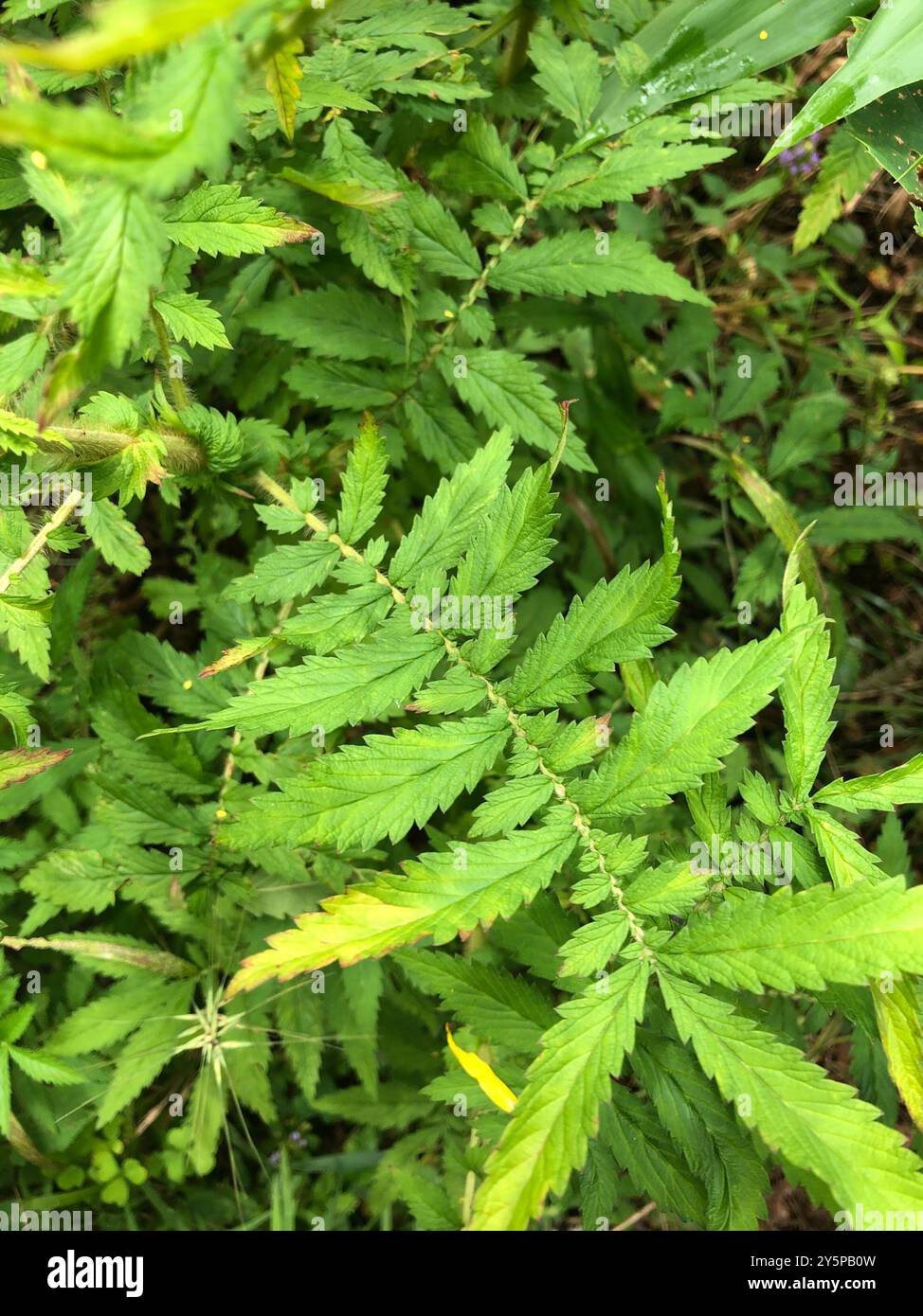 swamp agrimony (Agrimonia parviflora) Plantae Stock Photo - Alamy
