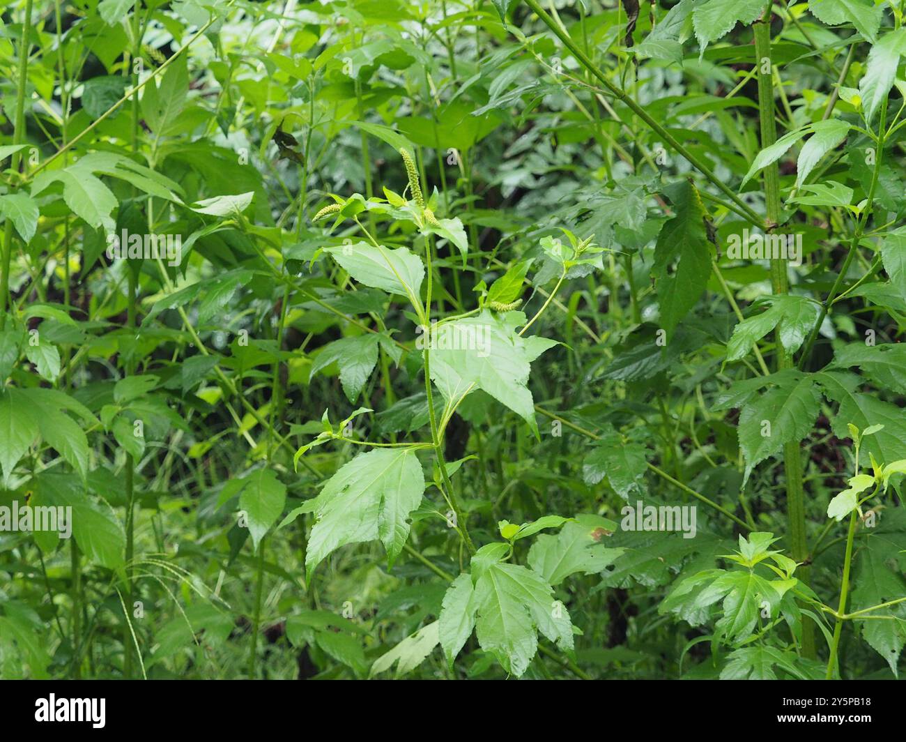 giant ragweed (Ambrosia trifida) Plantae Stock Photo - Alamy