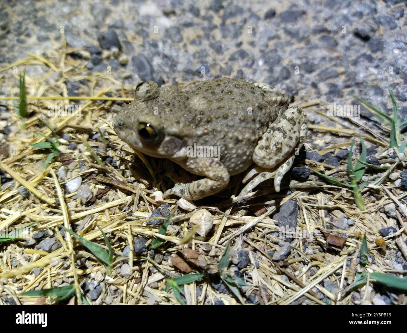 Common Midwife Toad (Alytes obstetricans) Amphibia Stock Photo - Alamy