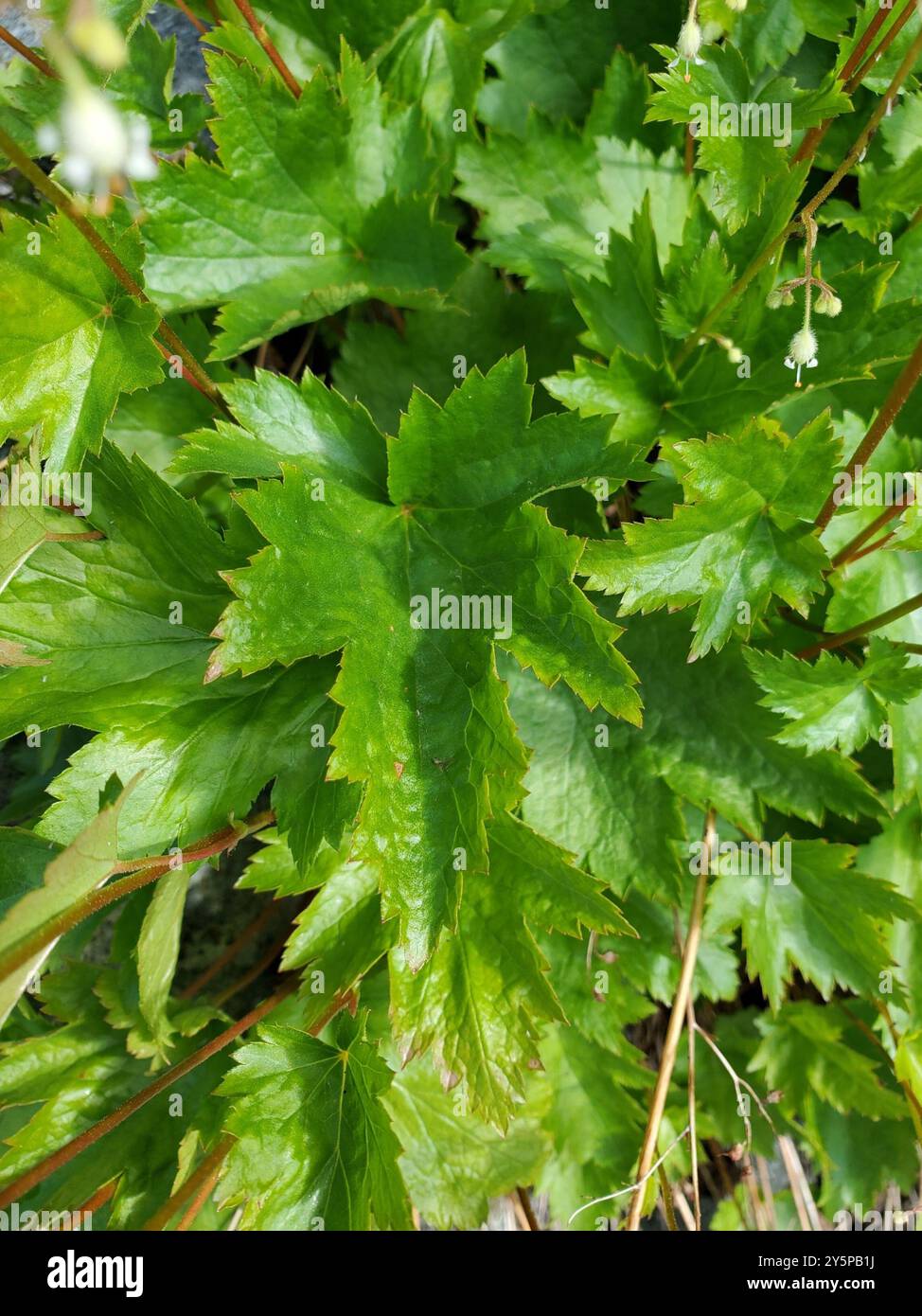 alpine alumroot (Heuchera glabra) Plantae Stock Photo - Alamy
