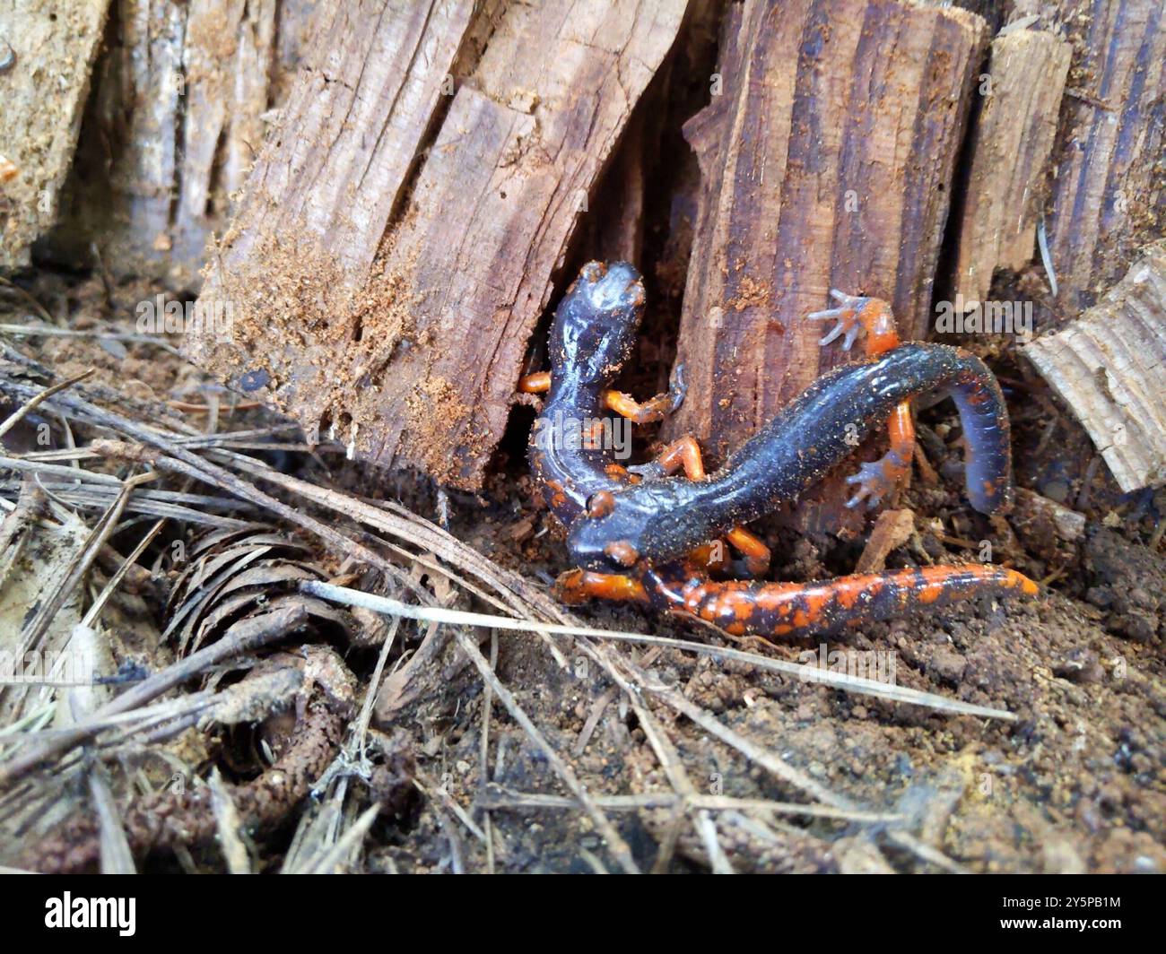 Sierra Nevada Ensatina (Ensatina eschscholtzii platensis) Amphibia ...