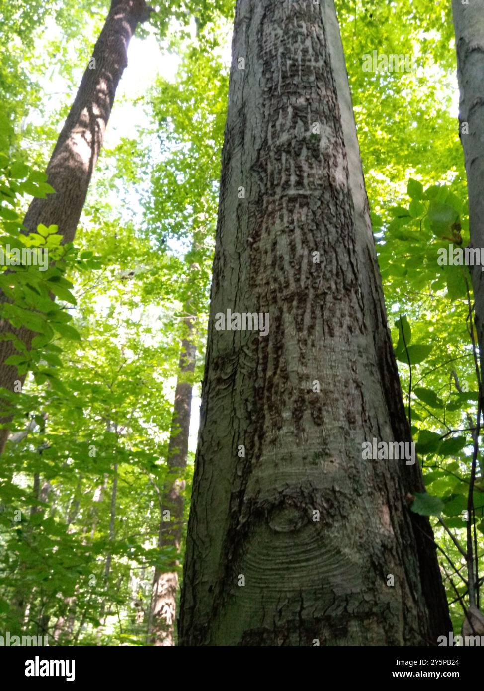 Apple Canker (Neonectria ditissima) Fungi Stock Photo - Alamy