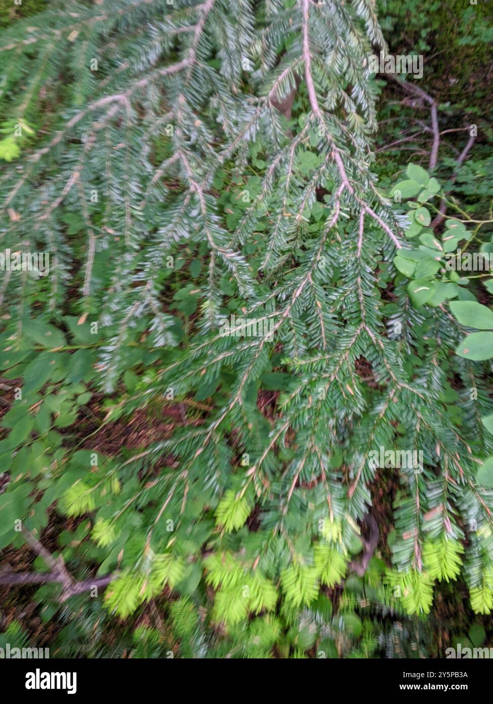 Pacific silver fir (Abies amabilis) Plantae Stock Photo - Alamy