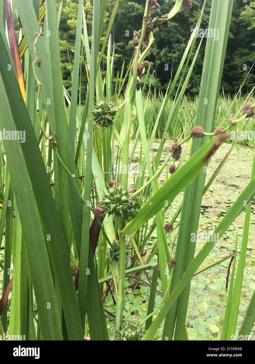 big bur-reed (Sparganium eurycarpum) Plantae Stock Photo - Alamy
