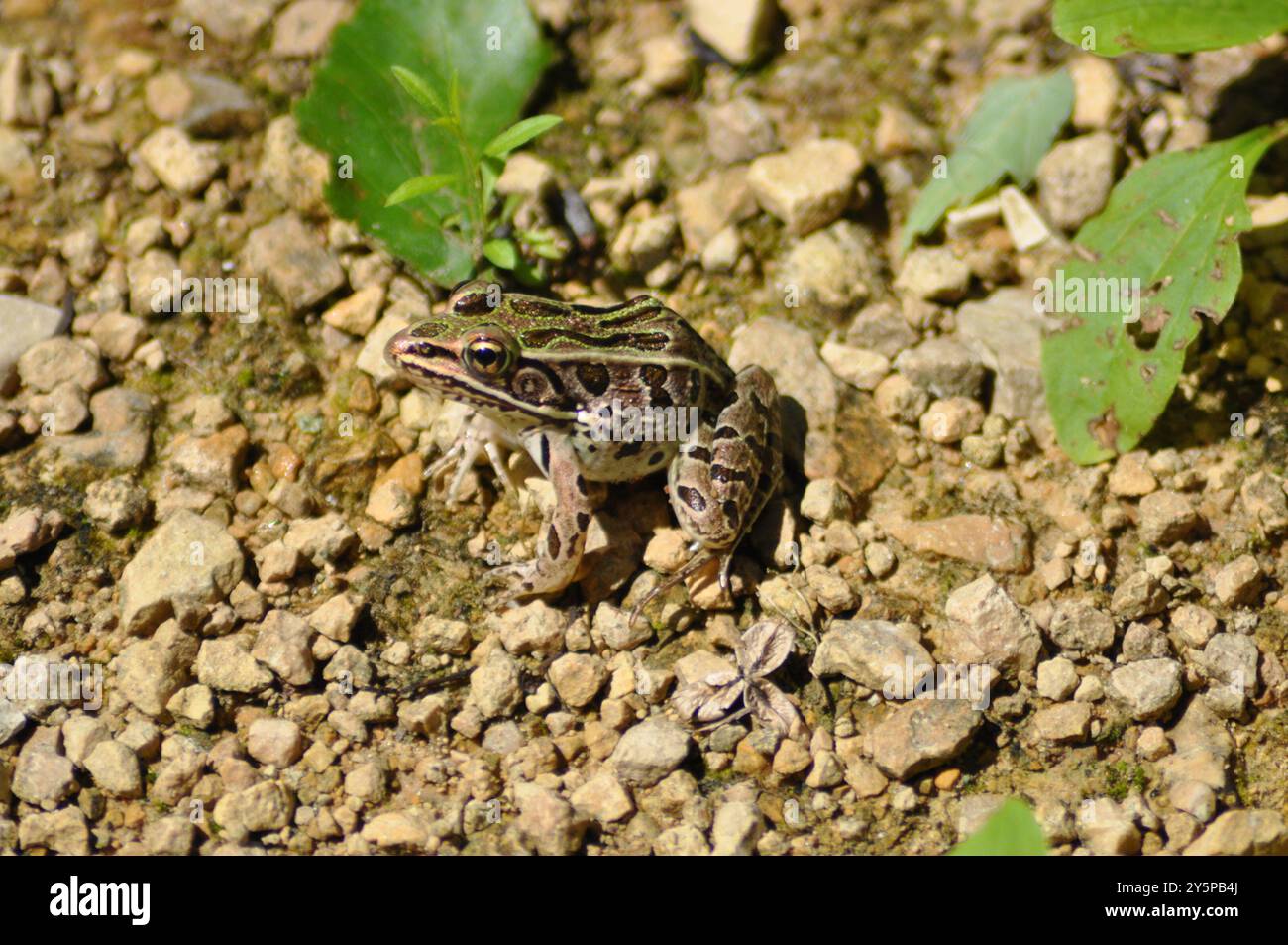 Northern Leopard Frog (Lithobates pipiens) Amphibia Stock Photo - Alamy