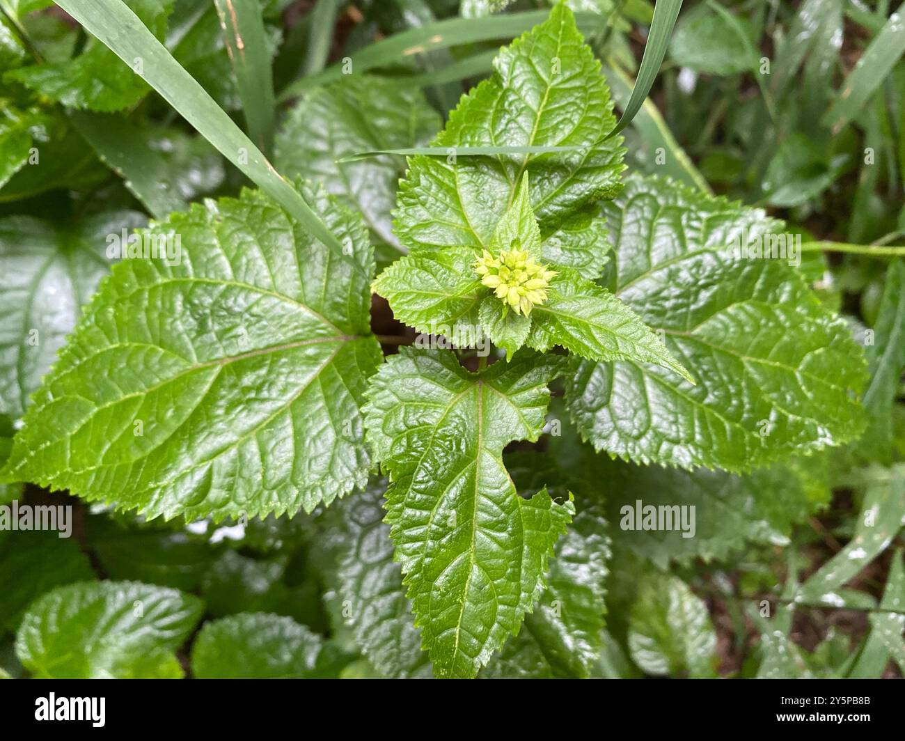 Appalachian White Snakeroot (Ageratina roanensis) Plantae Stock Photo ...