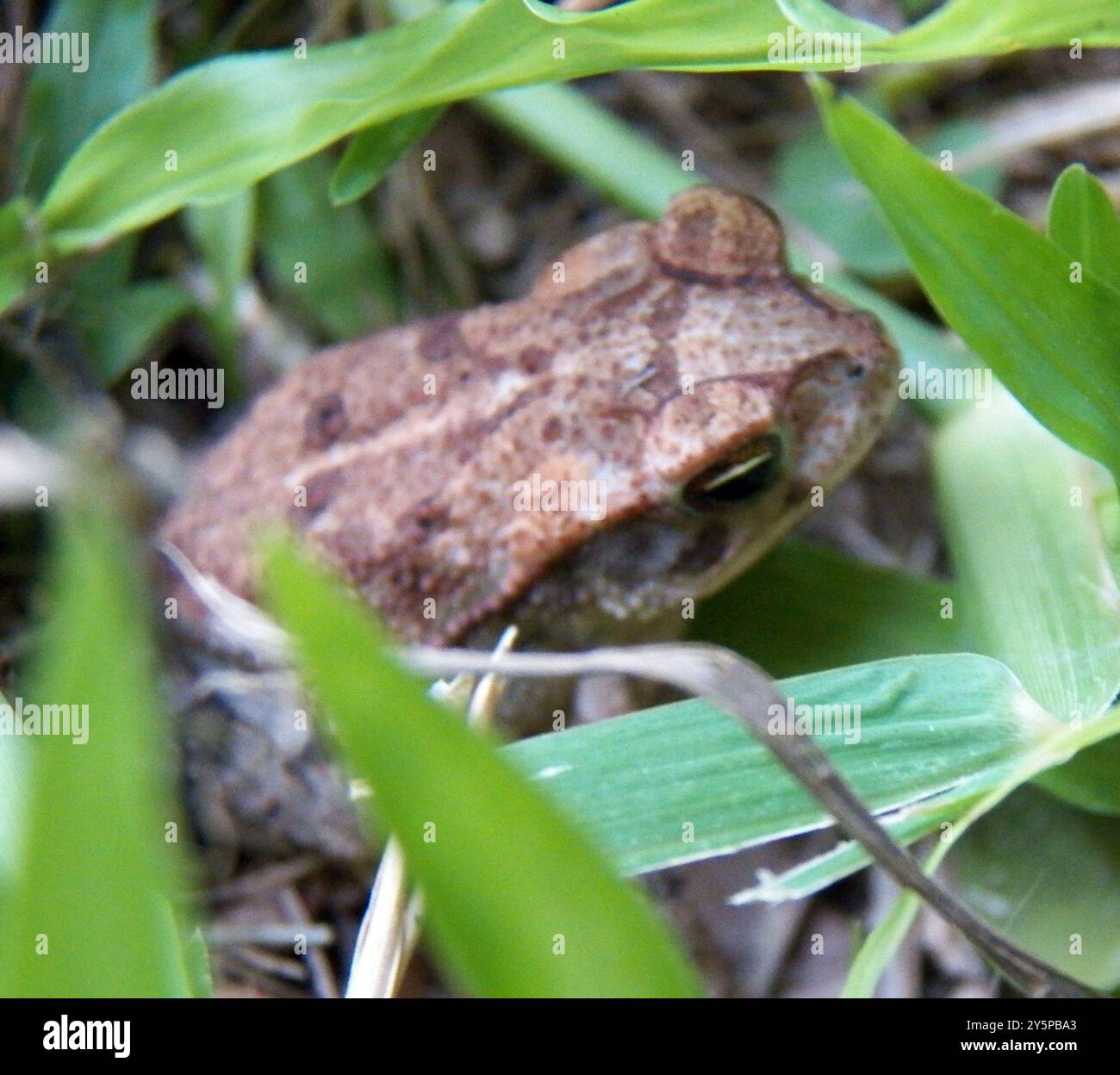 Gulf Coast Toad (Incilius nebulifer) Amphibia Stock Photo - Alamy