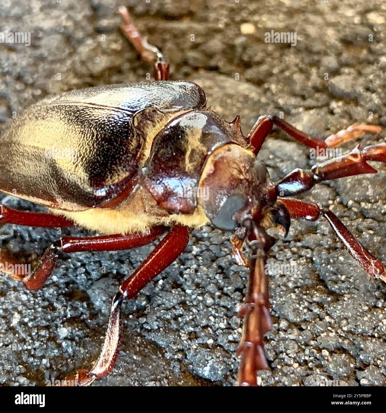 California Root Borer (Prionus californicus) Insecta Stock Photo - Alamy