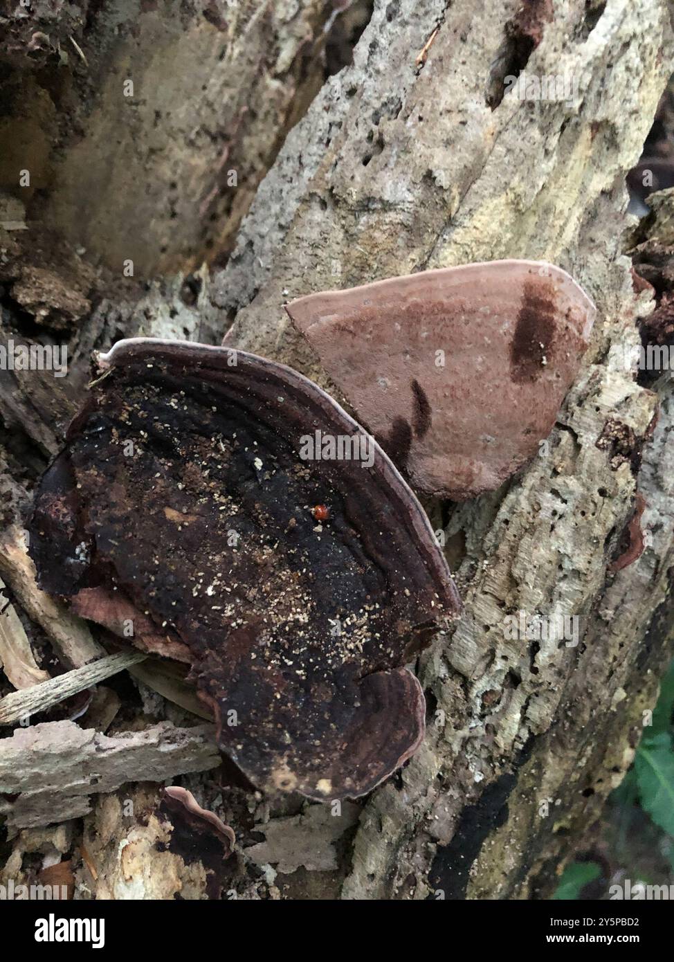 Nigroporus hi-res stock photography and images - Alamy