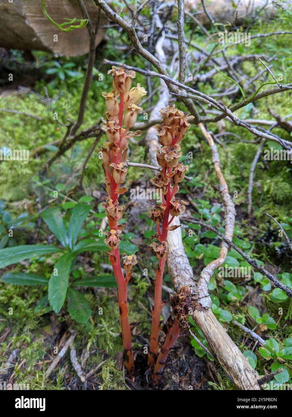 pinesap (Monotropa hypopitys) Plantae Stock Photo - Alamy
