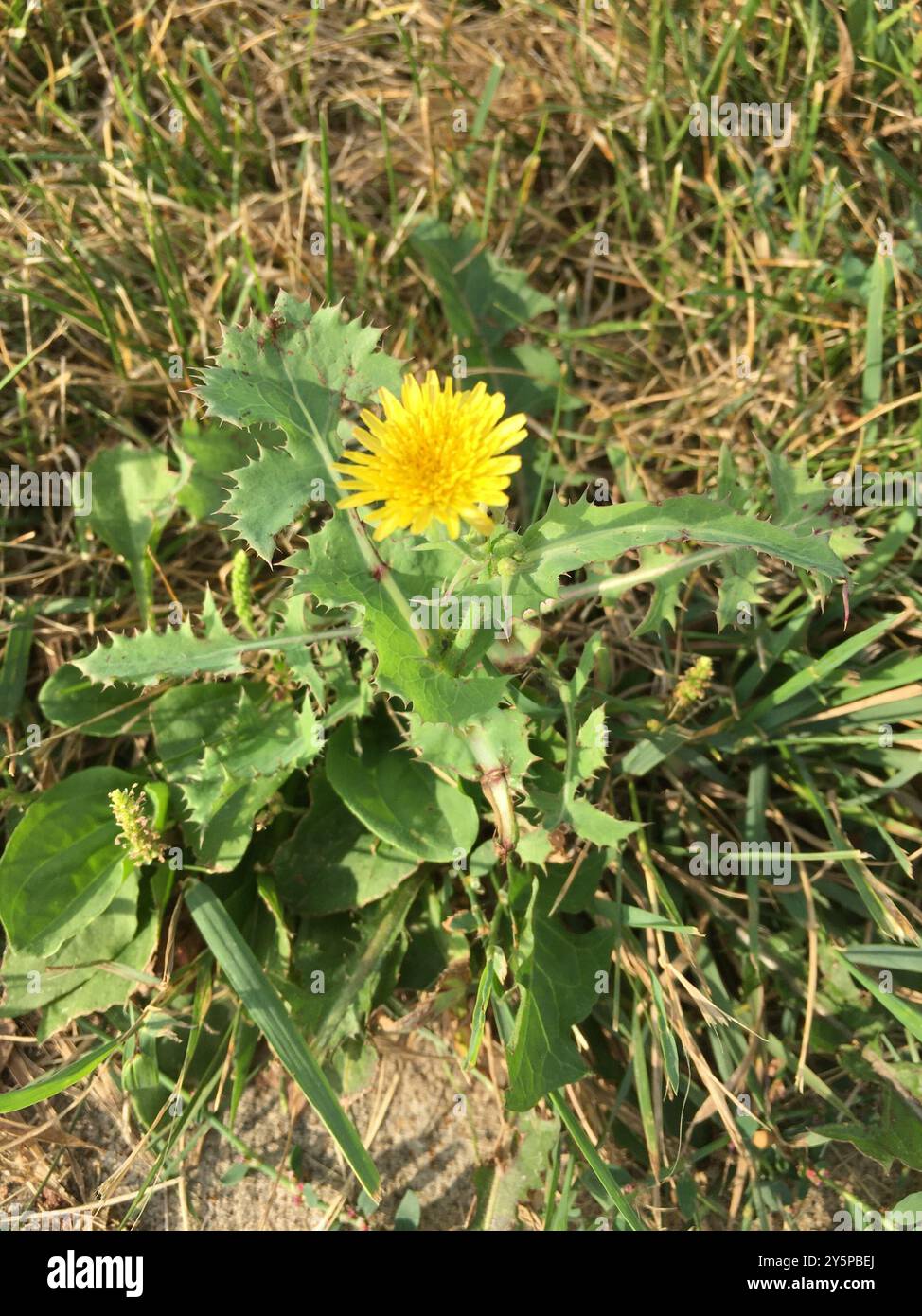 Common Sow-thistle (Sonchus oleraceus) Plantae Stock Photo - Alamy
