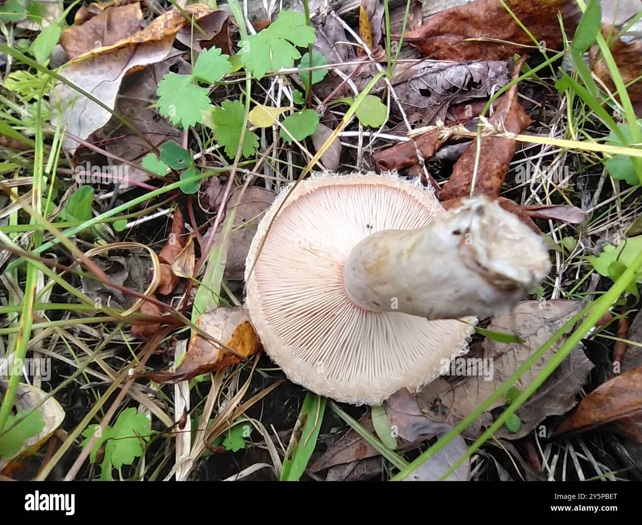 Downy milk cap (Lactarius pubescens) Fungi Stock Photo - Alamy