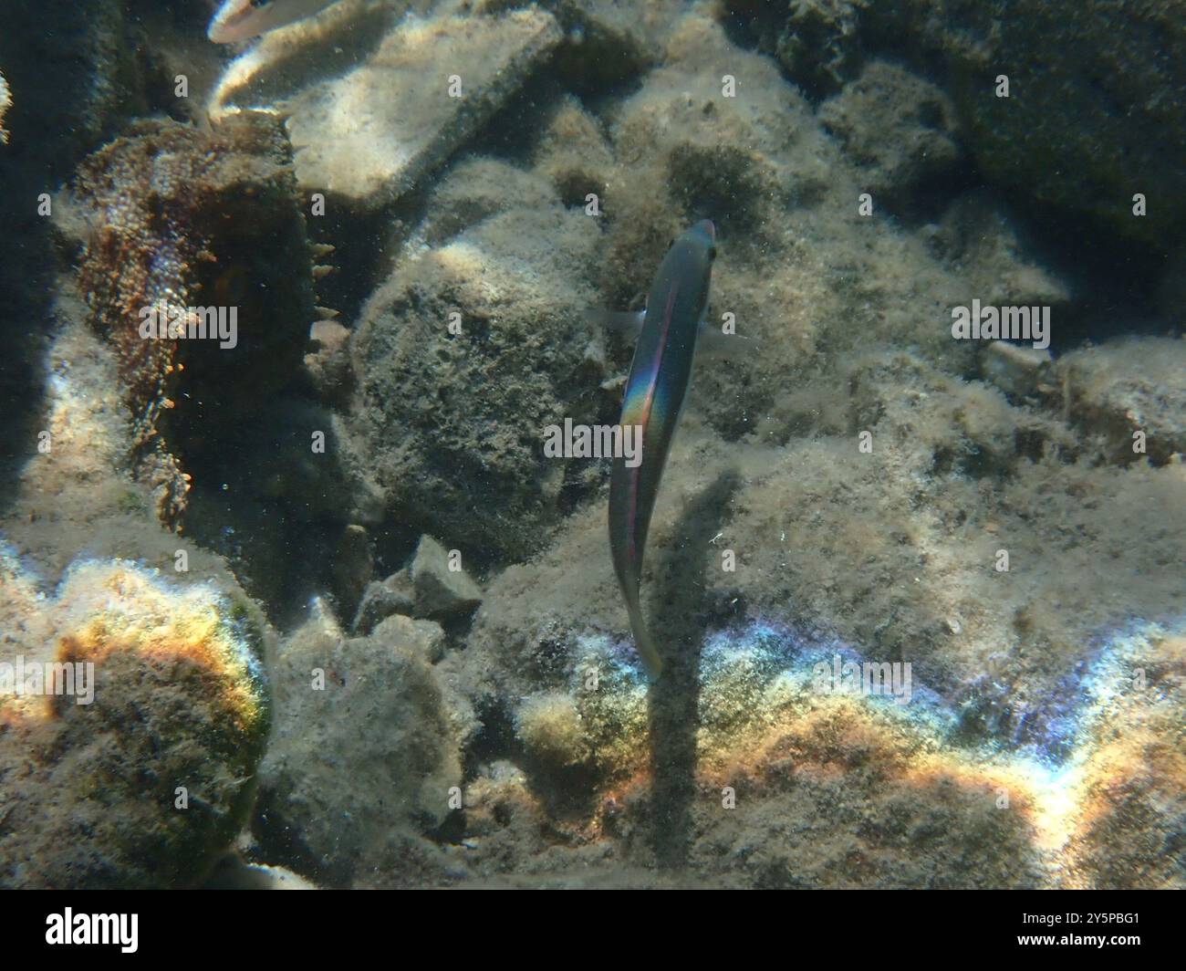 Mediterranean Rainbow Wrasse (Coris julis) Actinopterygii Stock Photo ...