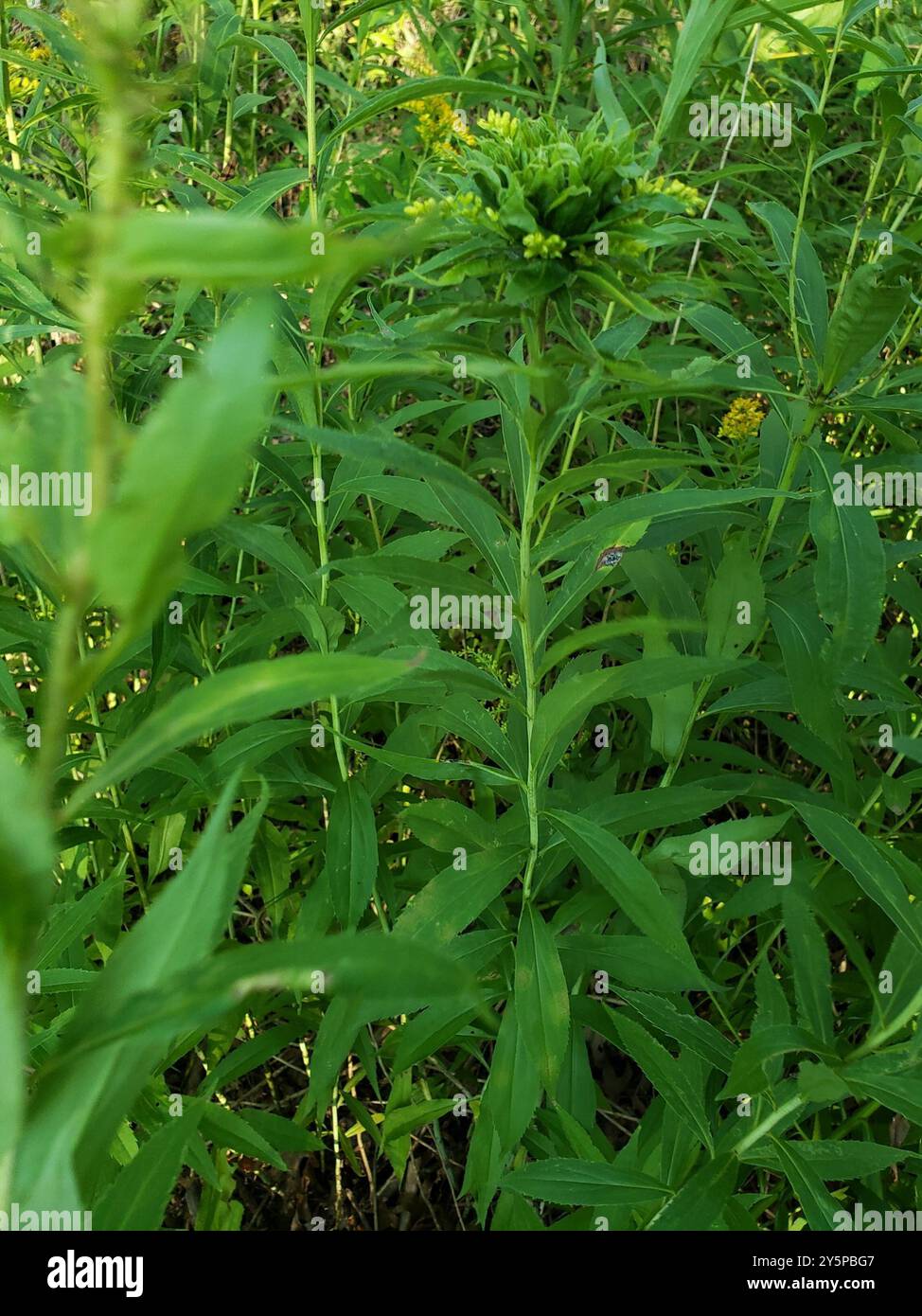 Giant Goldenrod Bunch Gall Midge (Rhopalomyia capitata) Insecta Stock ...
