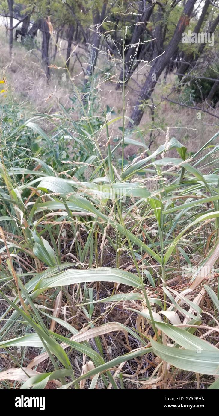 Johnson grass (Sorghum halepense) Plantae Stock Photo - Alamy