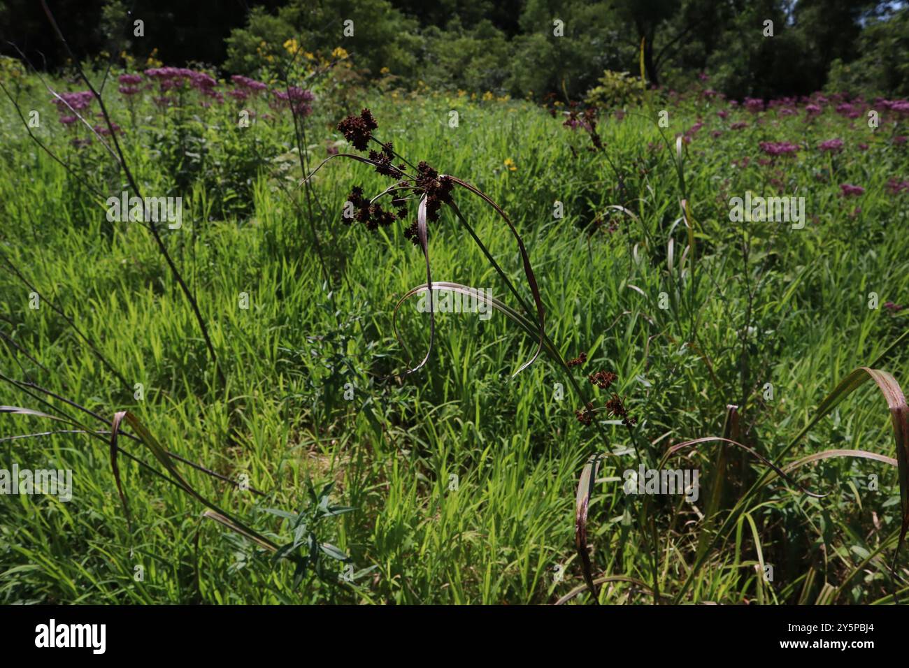 dark green bulrush (Scirpus atrovirens) Plantae Stock Photo - Alamy