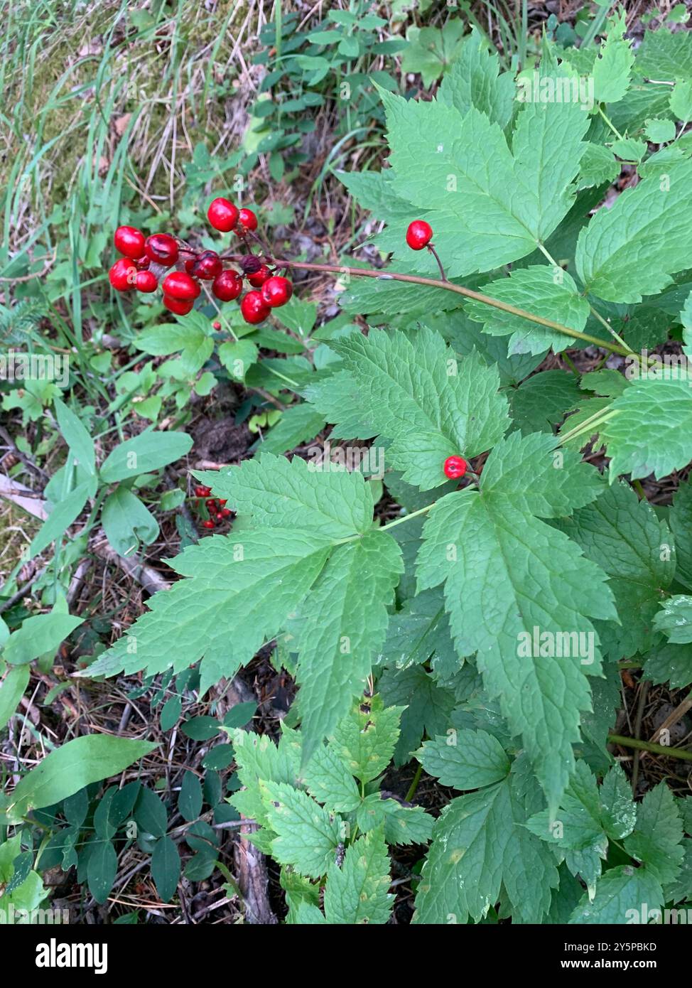 red baneberry (Actaea rubra) Plantae Stock Photo - Alamy