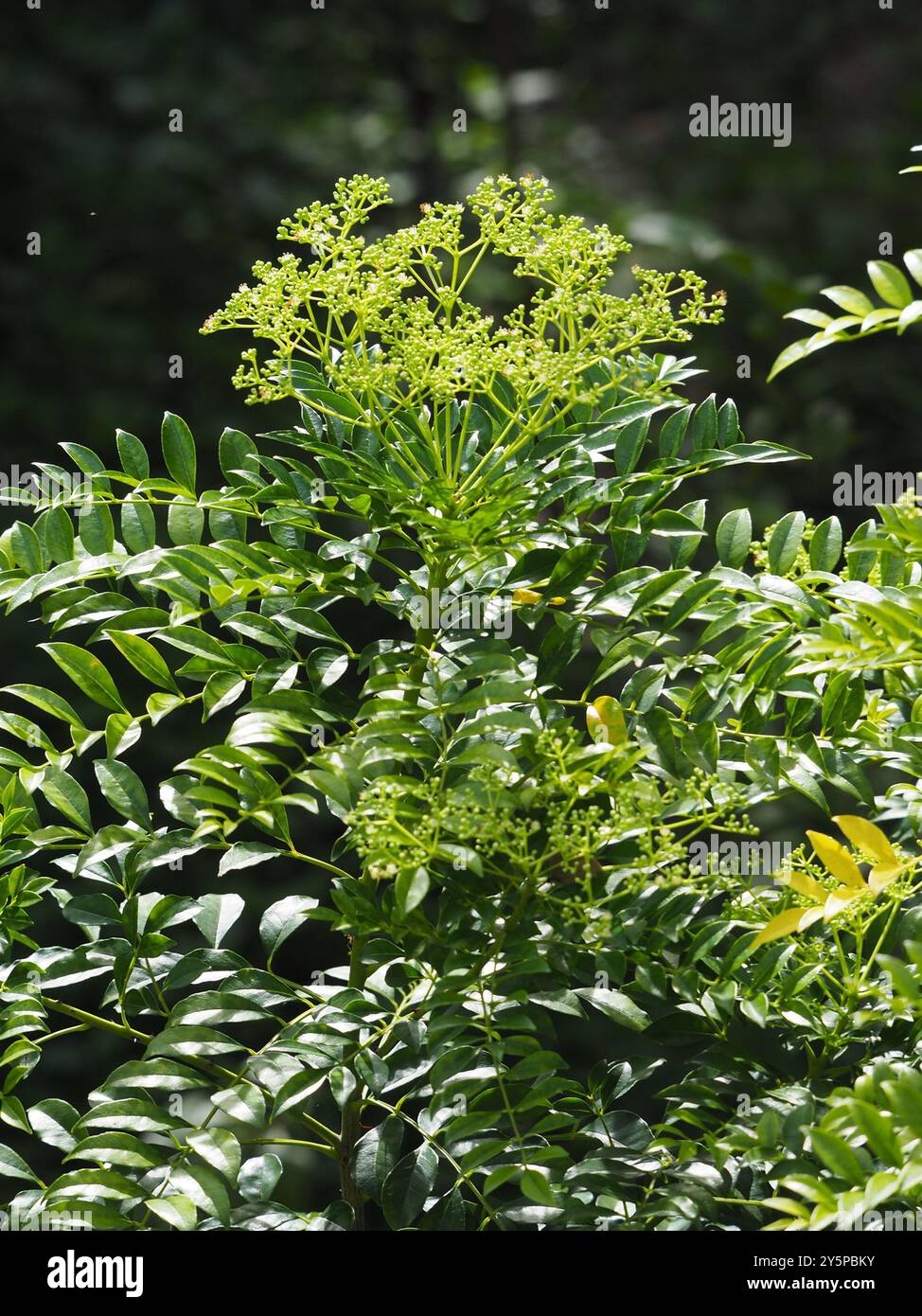 Chinese Wingleaf Prickly Ash (Zanthoxylum avicennae) Plantae Stock ...