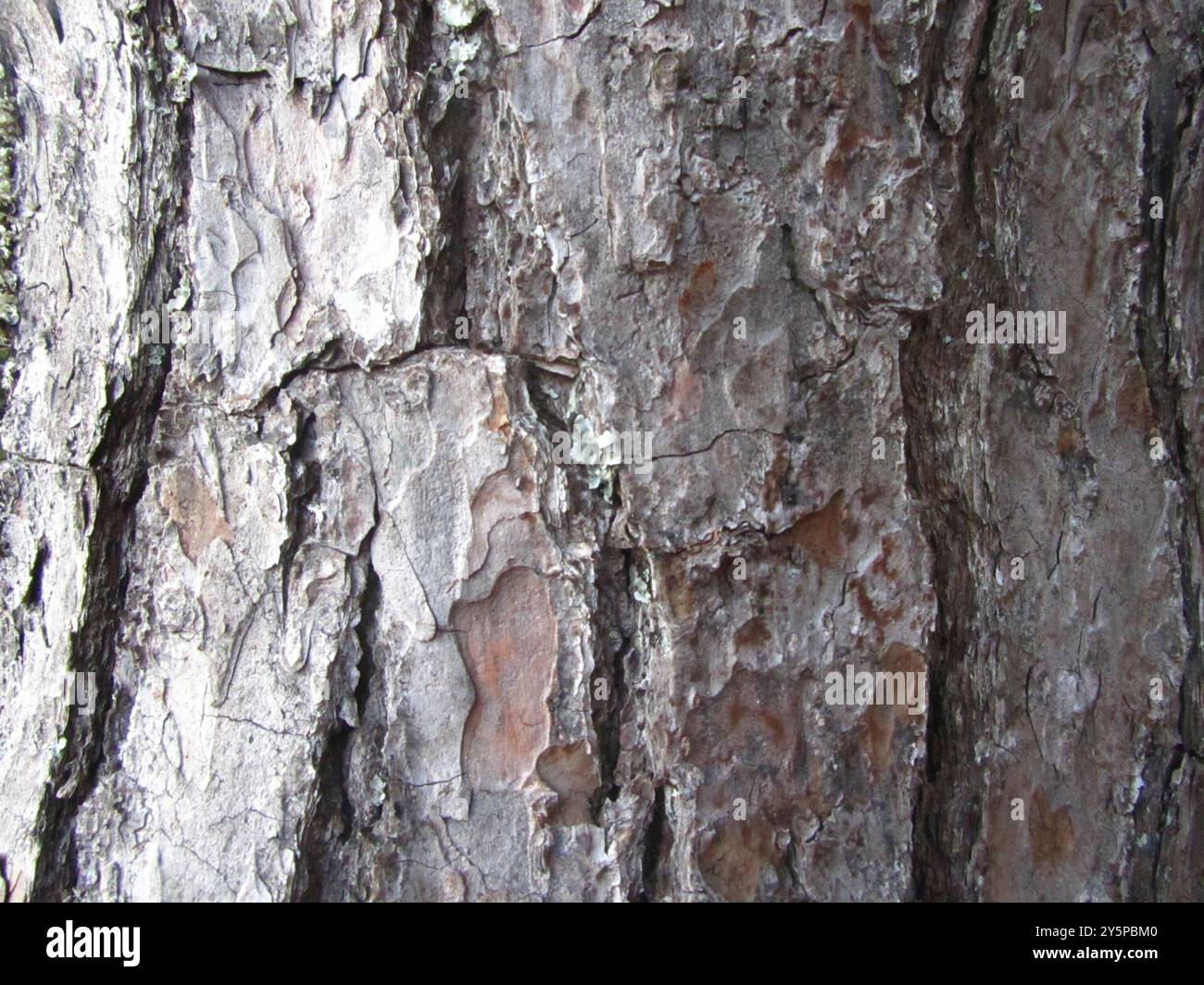 pitch pine (Pinus rigida) Plantae Stock Photo - Alamy