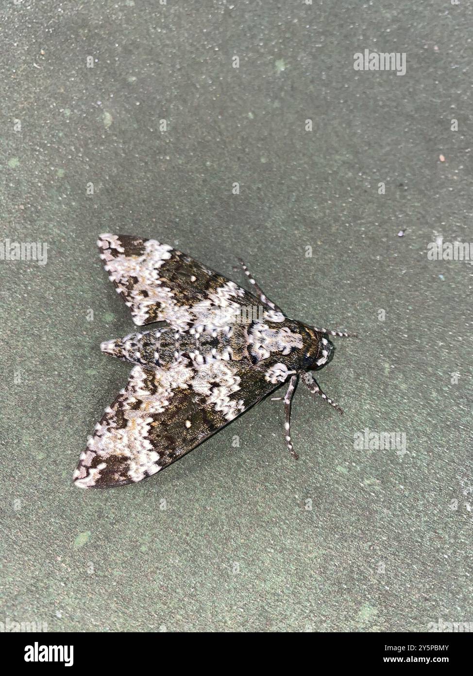 Rustic Sphinx (Manduca rustica) Insecta Stock Photo - Alamy