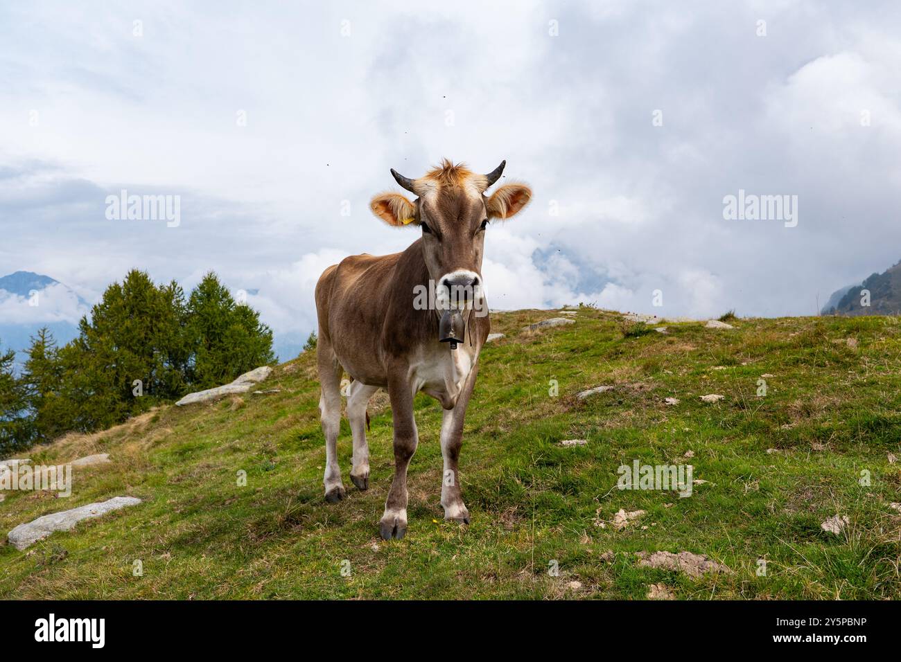 Cow on a grassland in the Italian Alps Stock Photo - Alamy
