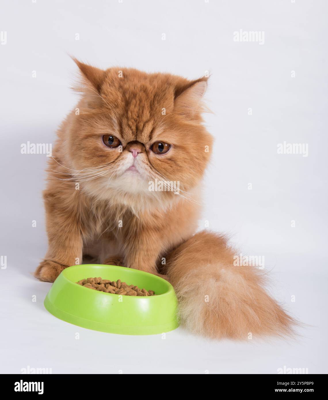 Red cat eats dry food from a bowl. Persian Exotic Longhair cat is on ...