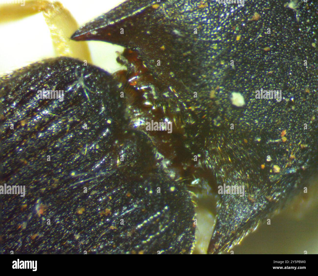 Gulf Wireworm (Heteroderes amplicollis) Insecta Stock Photo - Alamy