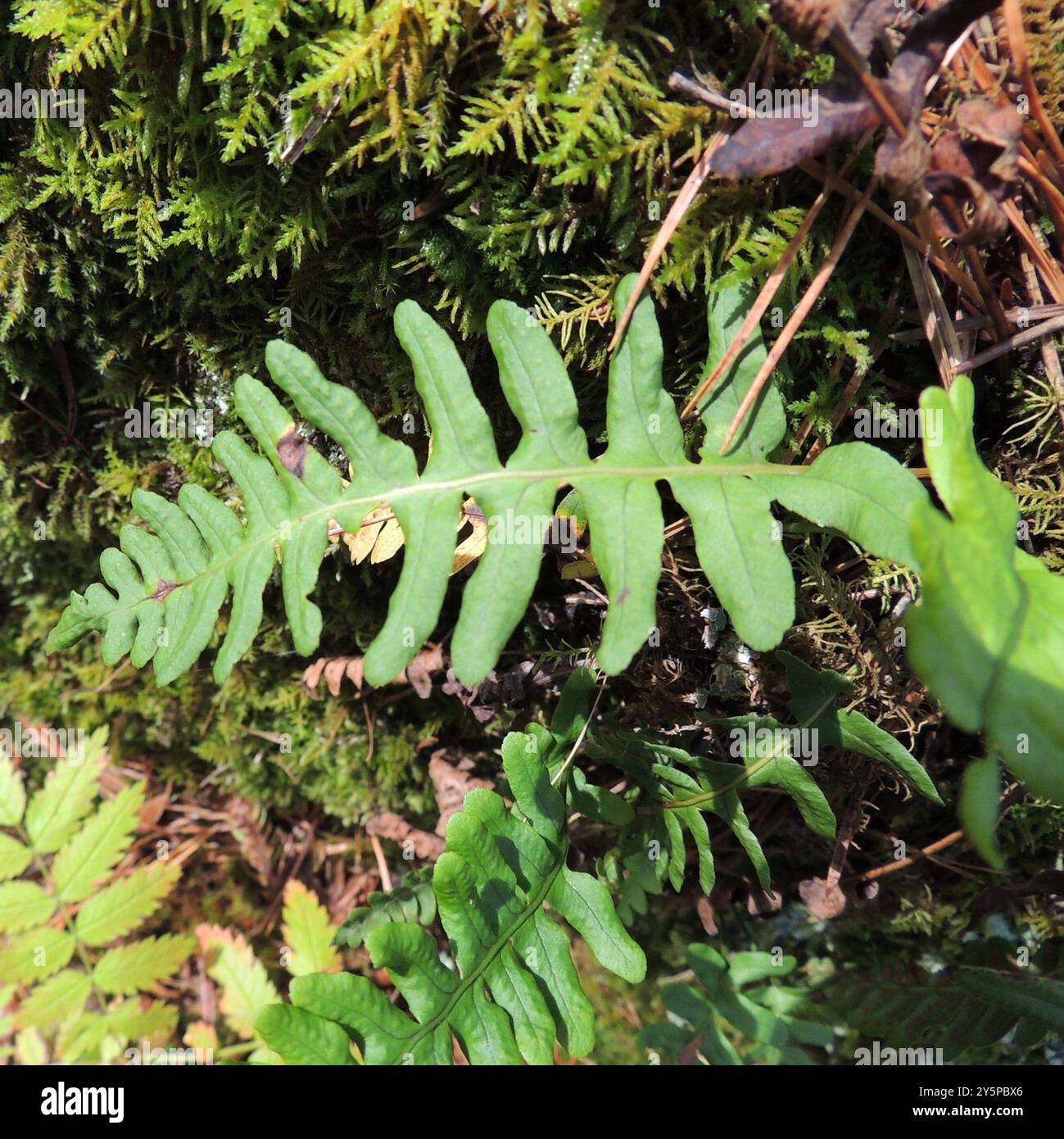 common polypody (Polypodium vulgare) Plantae Stock Photo - Alamy