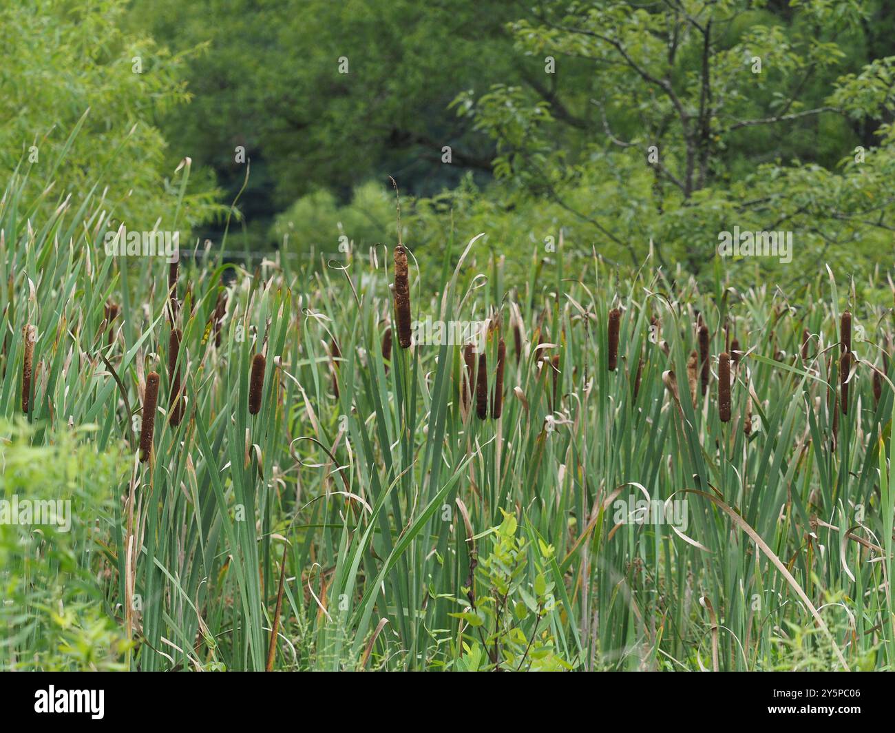 broadleaf cattail (Typha latifolia) Plantae Stock Photo - Alamy